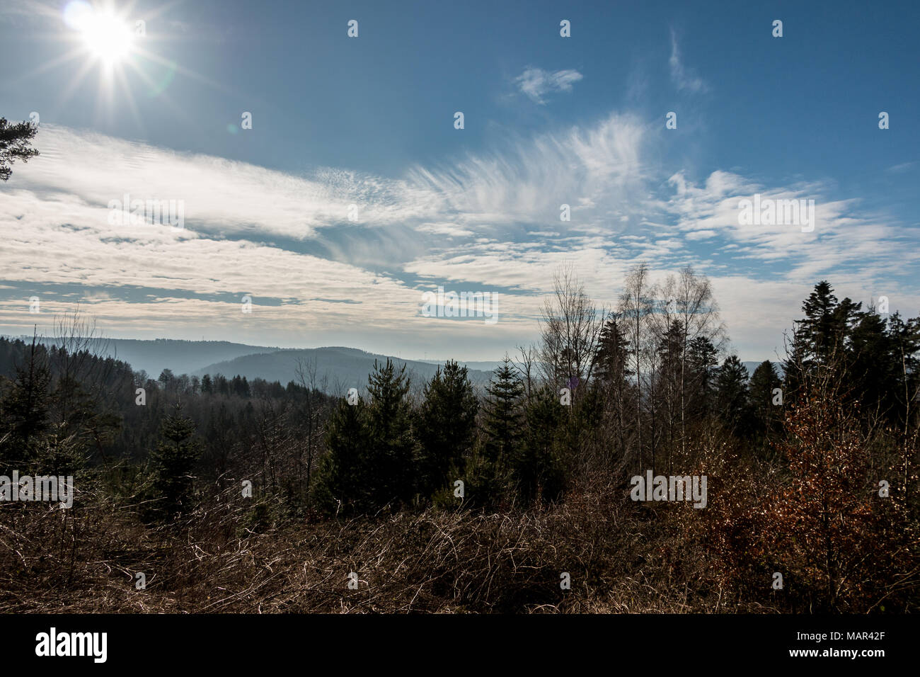 Trees in the middle of the forest Stock Photo - Alamy