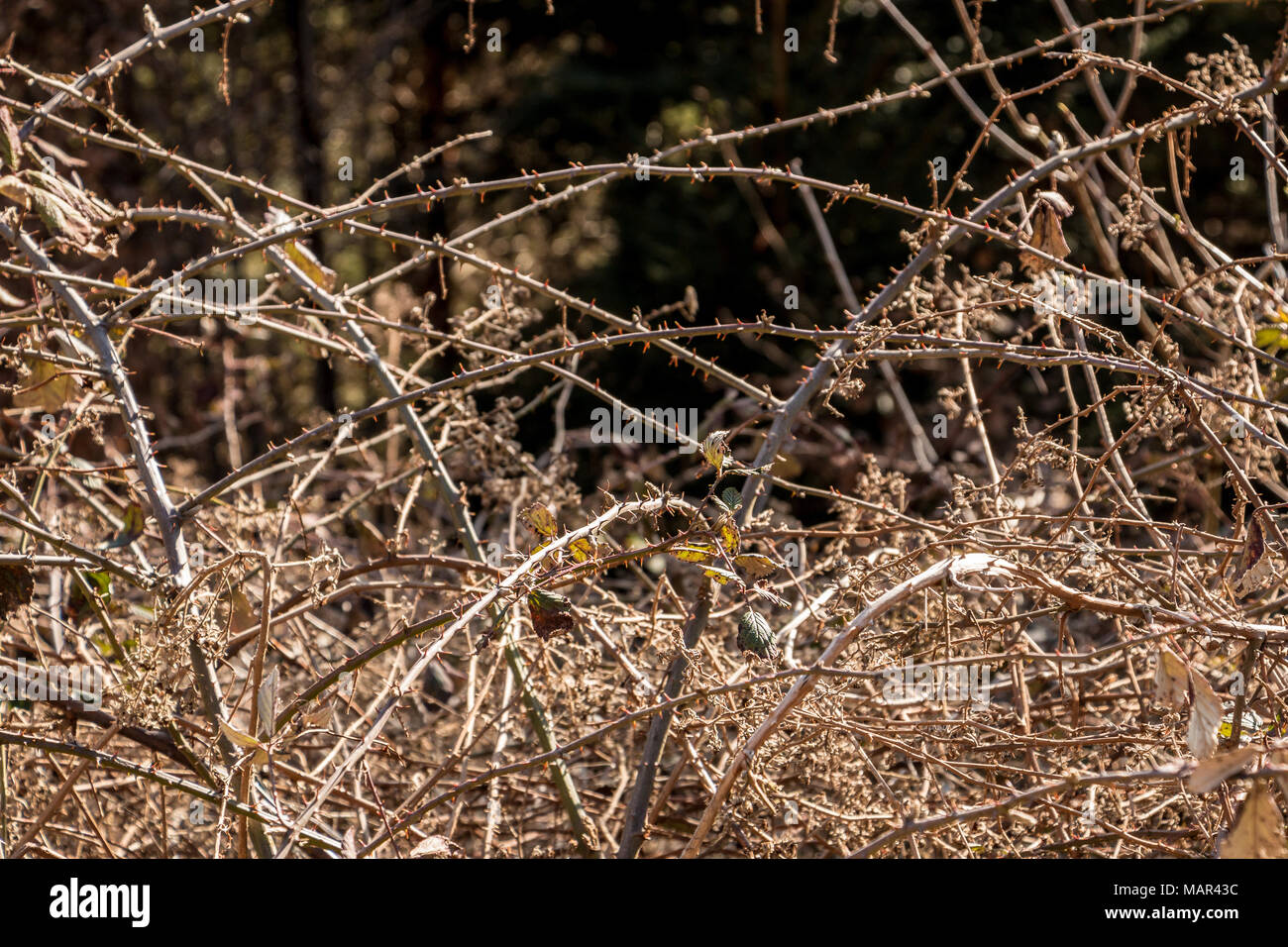 Thorn forest hi-res stock photography and images - Alamy