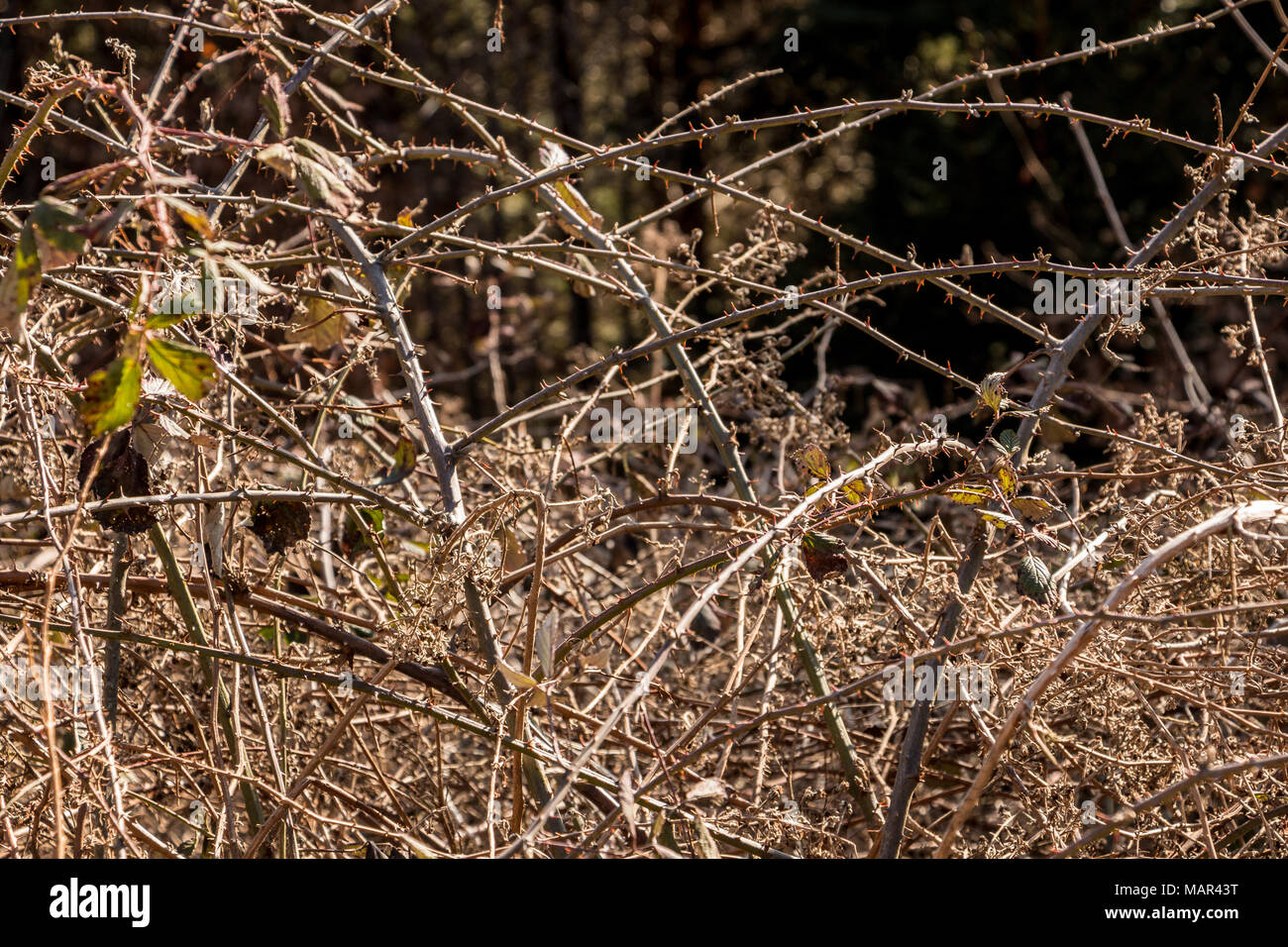 Thorn forest hi-res stock photography and images - Alamy