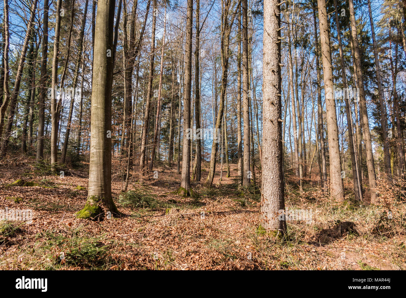 Trees in the middle of the forest Stock Photo - Alamy