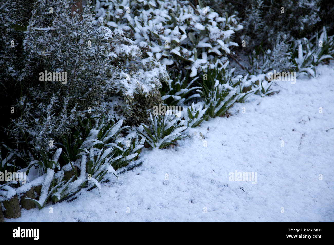 Garden border winter hi-res stock photography and images - Alamy