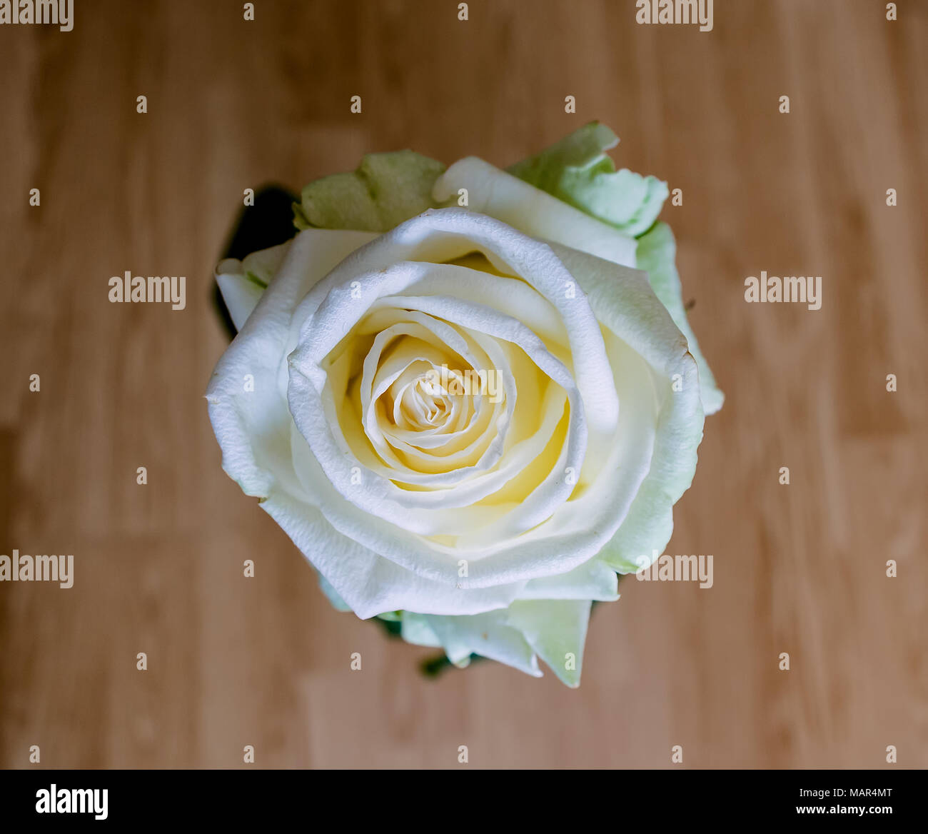 White rose isolated on wooden background Stock Photo - Alamy