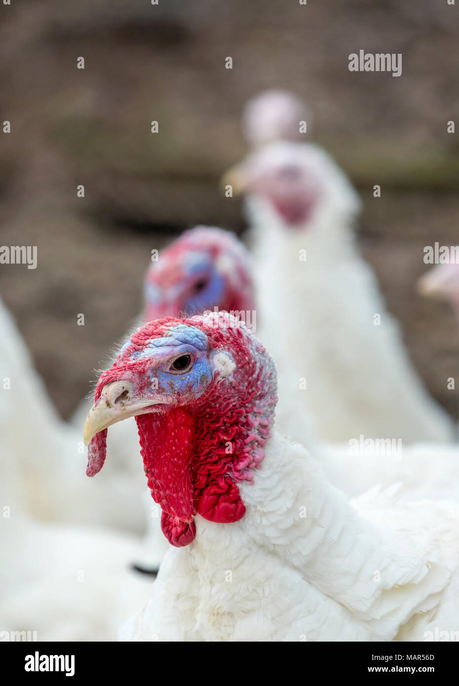 Poult turkey hi-res stock photography and images - Alamy