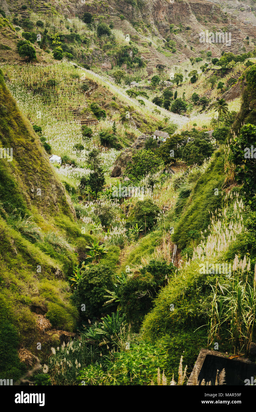 Mango plants hi-res stock photography and images - Alamy