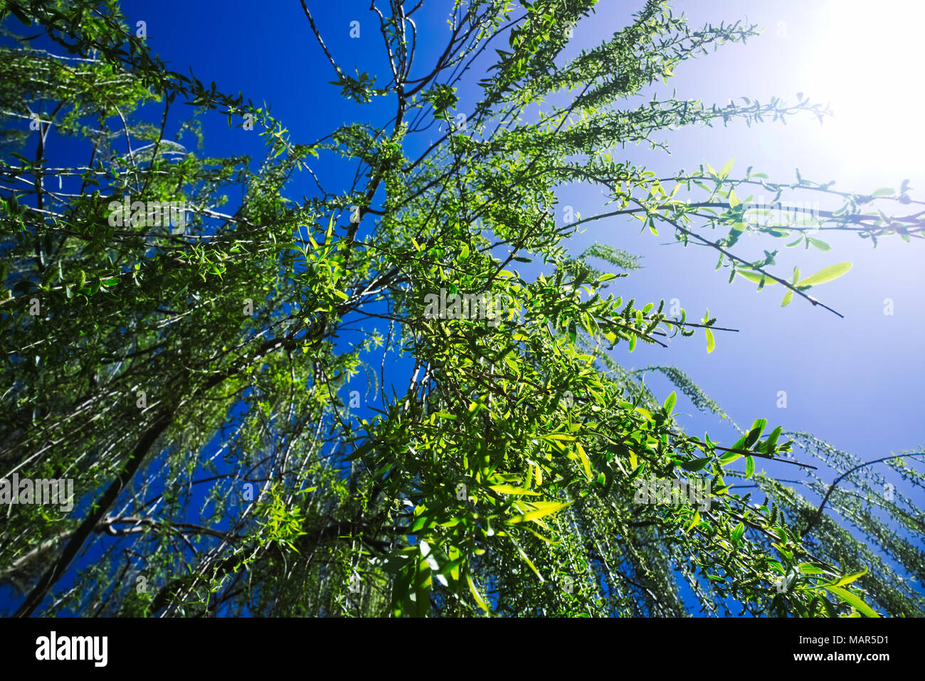 Green weeping willow hi-res stock photography and images - Alamy