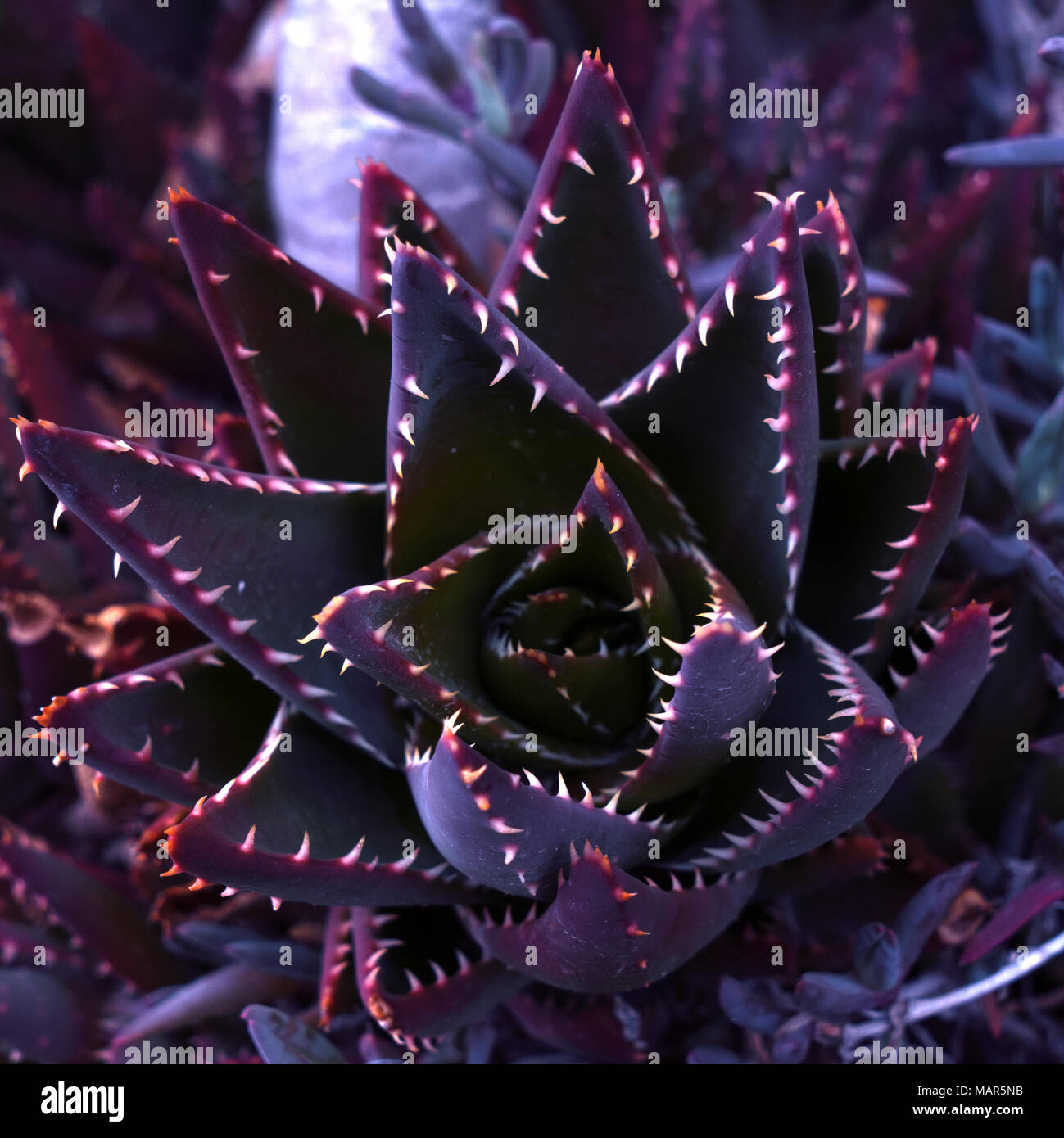 Close up of cactus aloe vera plant, natural floral texture Stock Photo ...