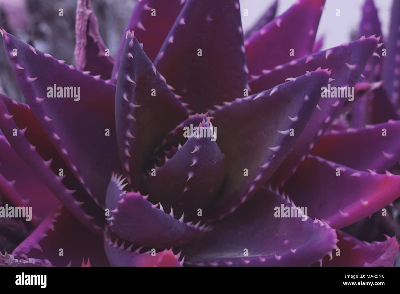 Close up surreal succulent plant ultraviolet cactus, natural floral ...