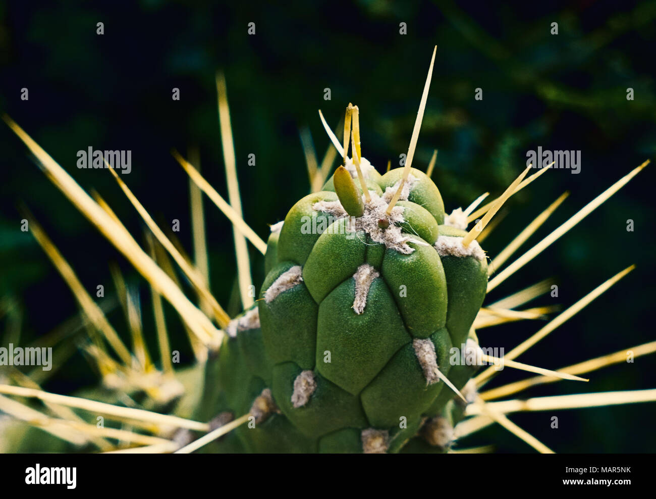 Macro of green cactus with big thorns, natural green texture background ...