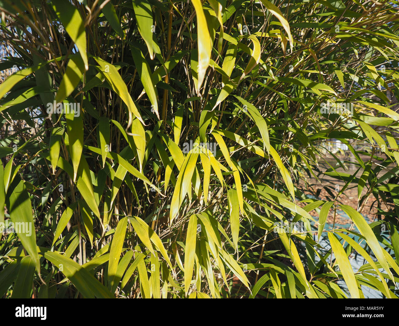 bamboo (Bambuseae) tree leaves useful as a background Stock Photo - Alamy