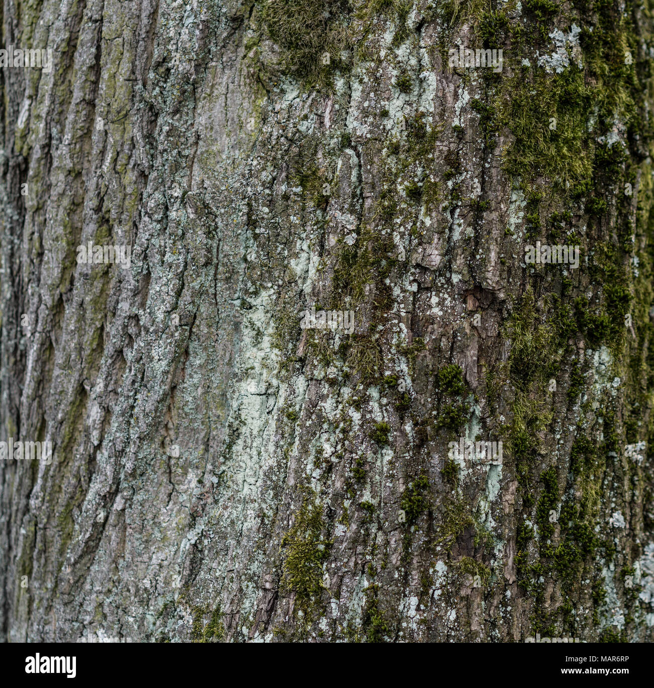 Mossy Tree bark high resolution texture Stock Photo - Alamy