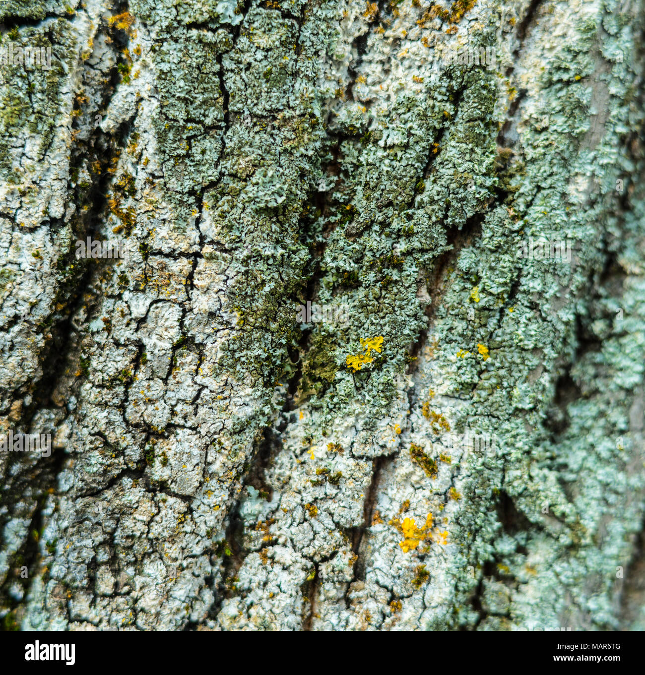 Close up of a tree bark structure high resolution texture Stock Photo ...