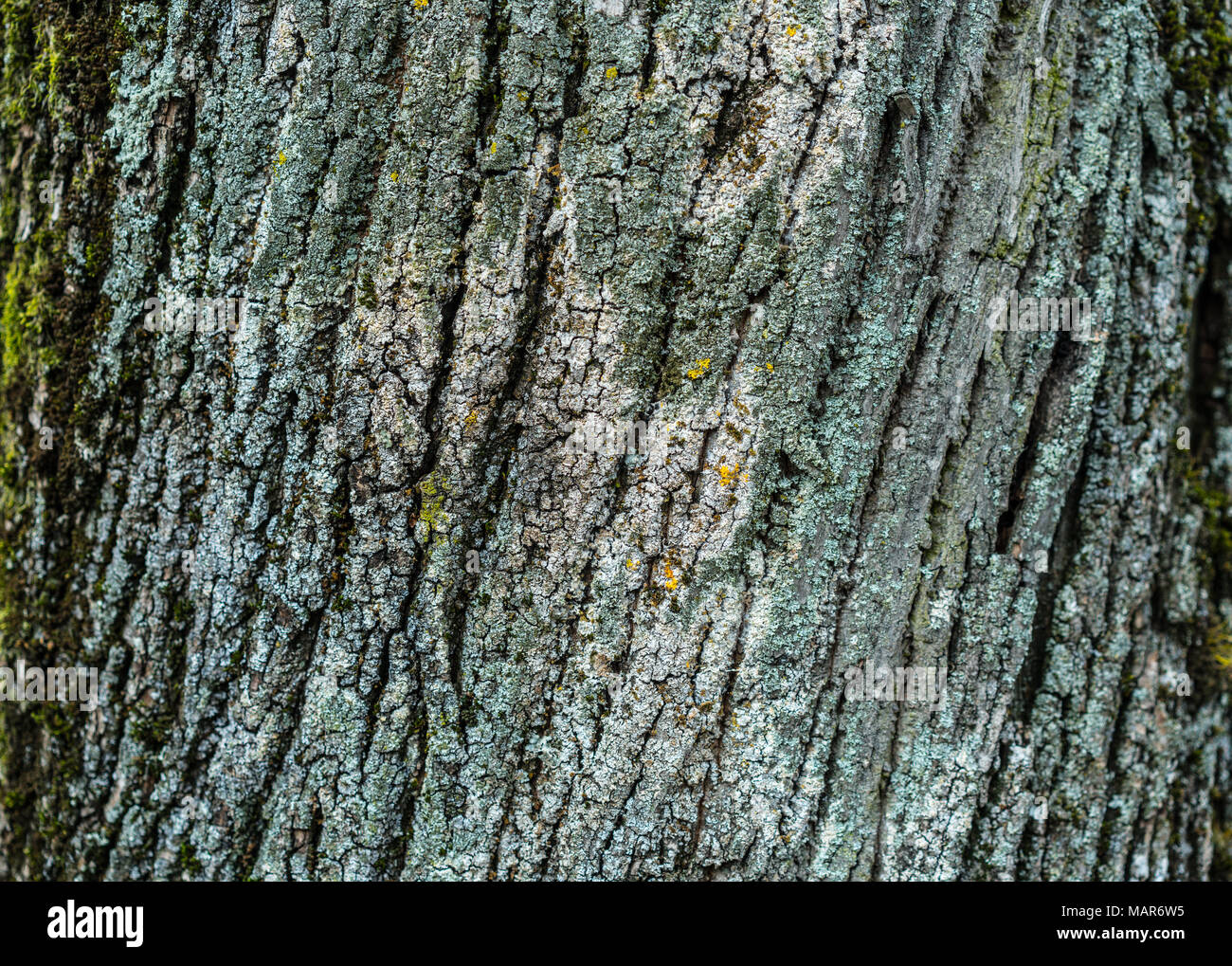 Close up of a tree bark structure high resolution texture Stock Photo ...