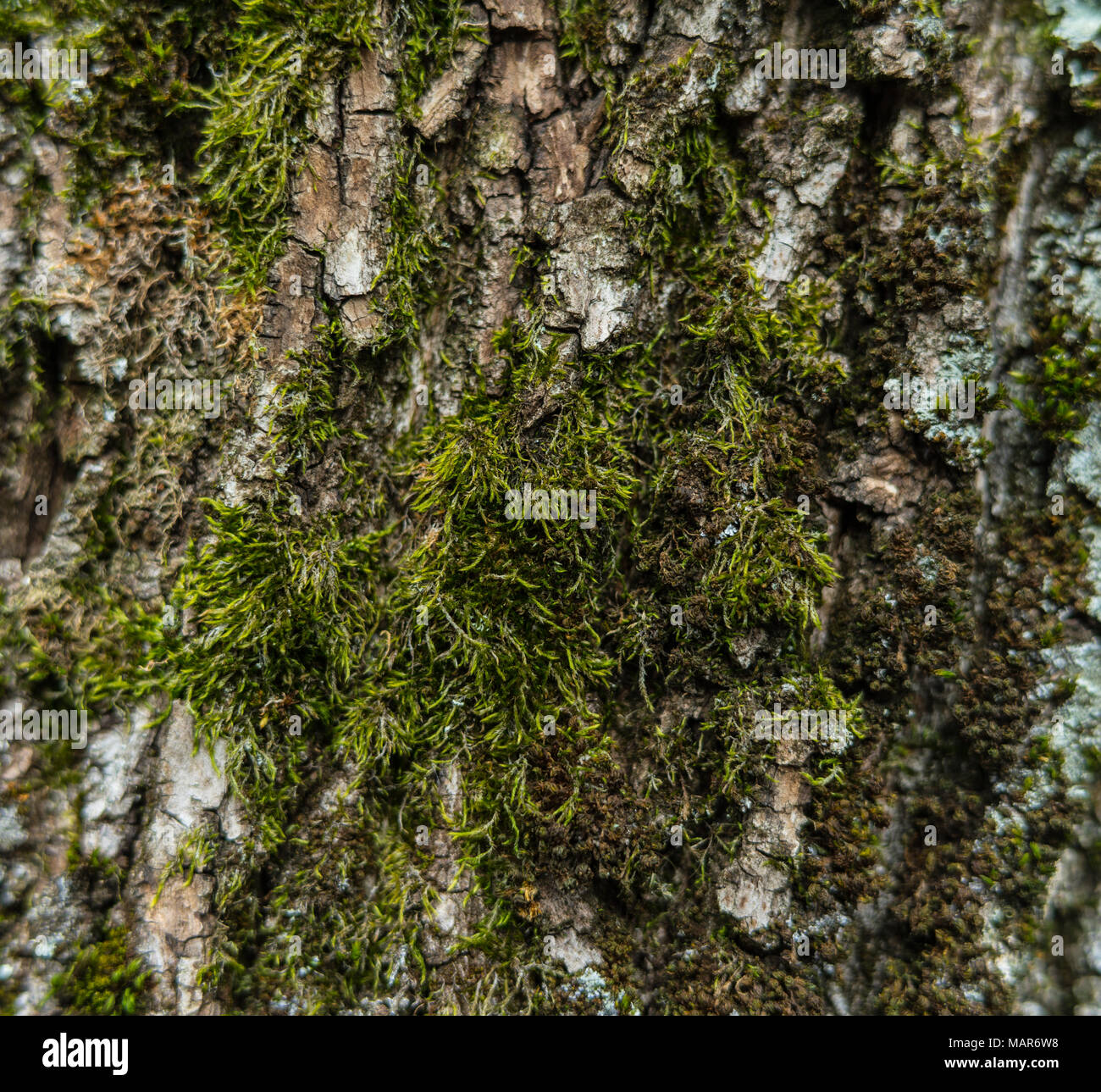 Close up of a tree bark structure high resolution texture Stock Photo ...