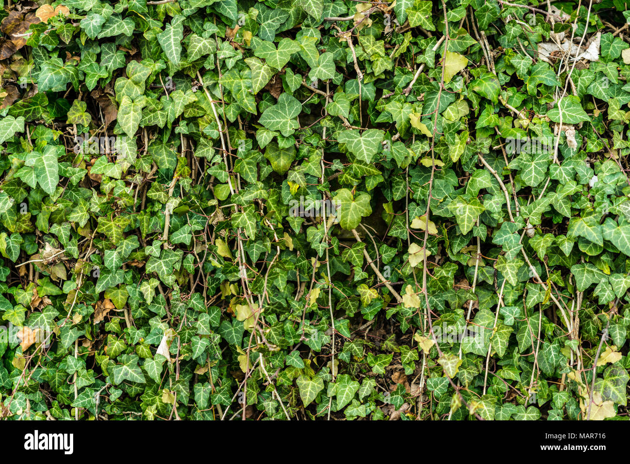 Green common ivy background Stock Photo - Alamy