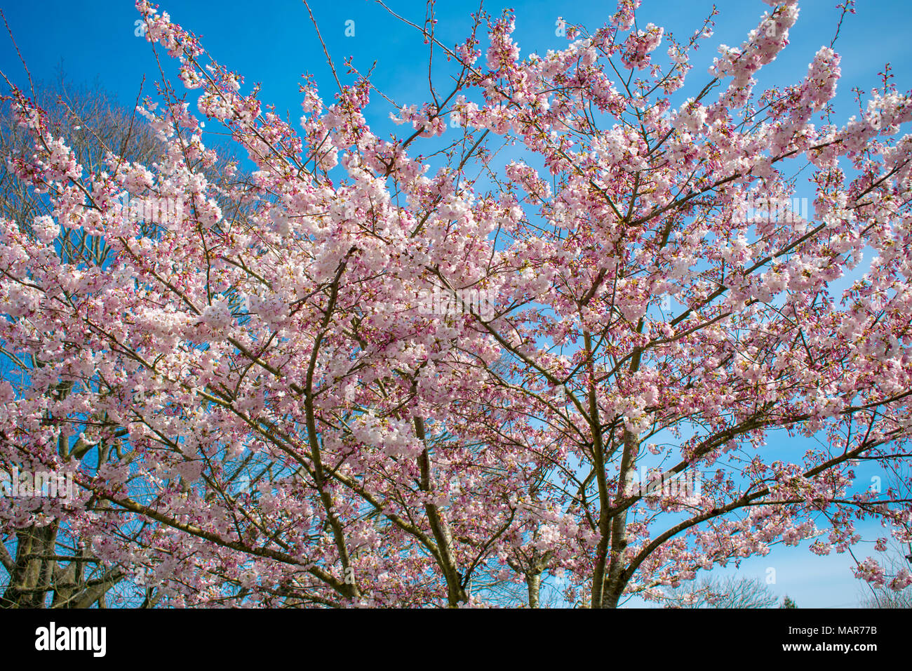 The cherry tree hi-res stock photography and images - Alamy