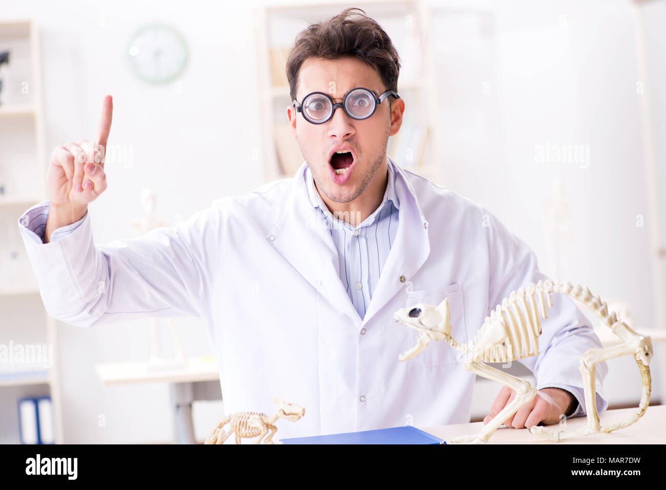 Funny crazy student doctor studying animal skeleton Stock Photo - Alamy