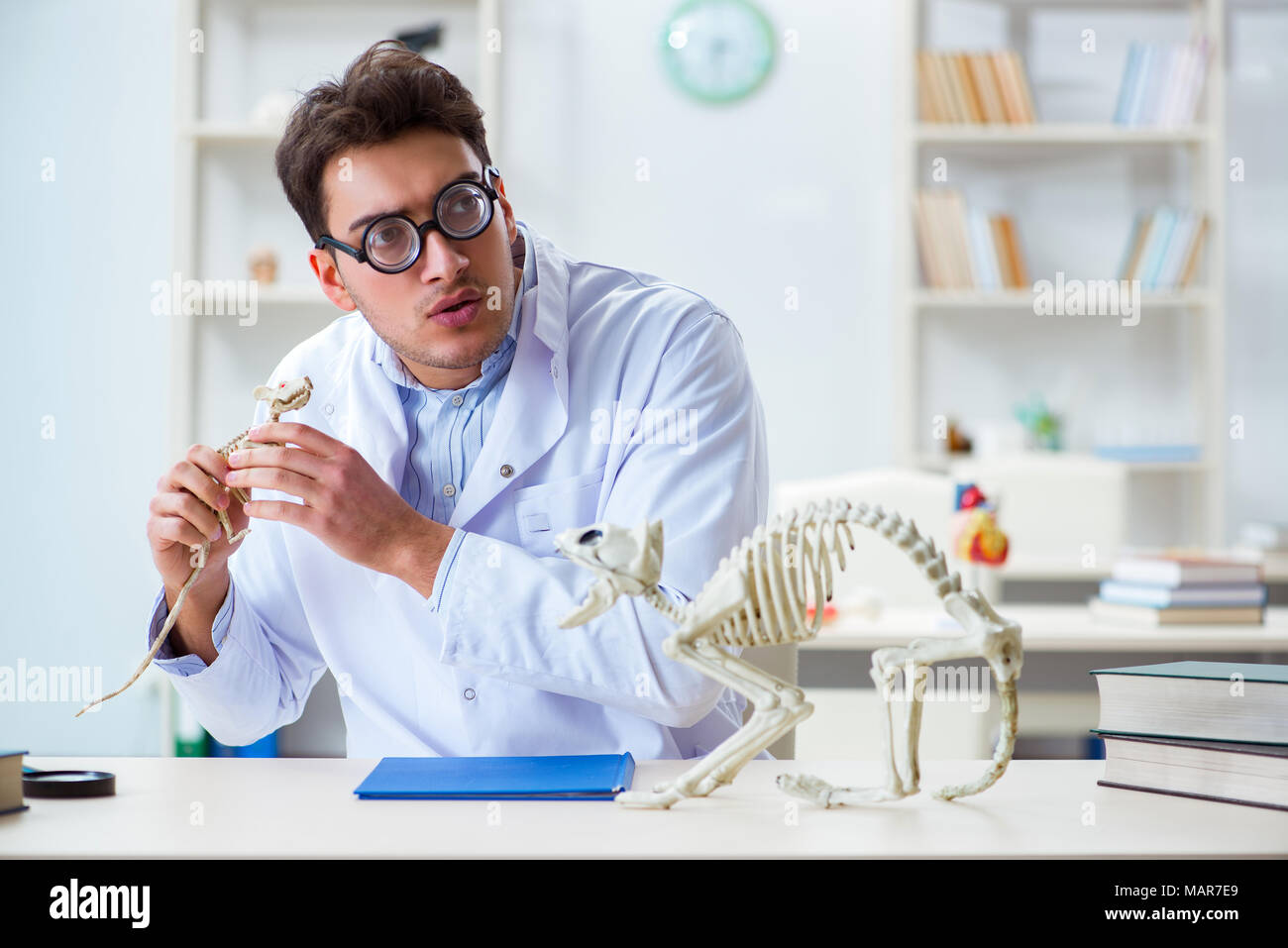 Funny crazy student doctor studying animal skeleton Stock Photo - Alamy
