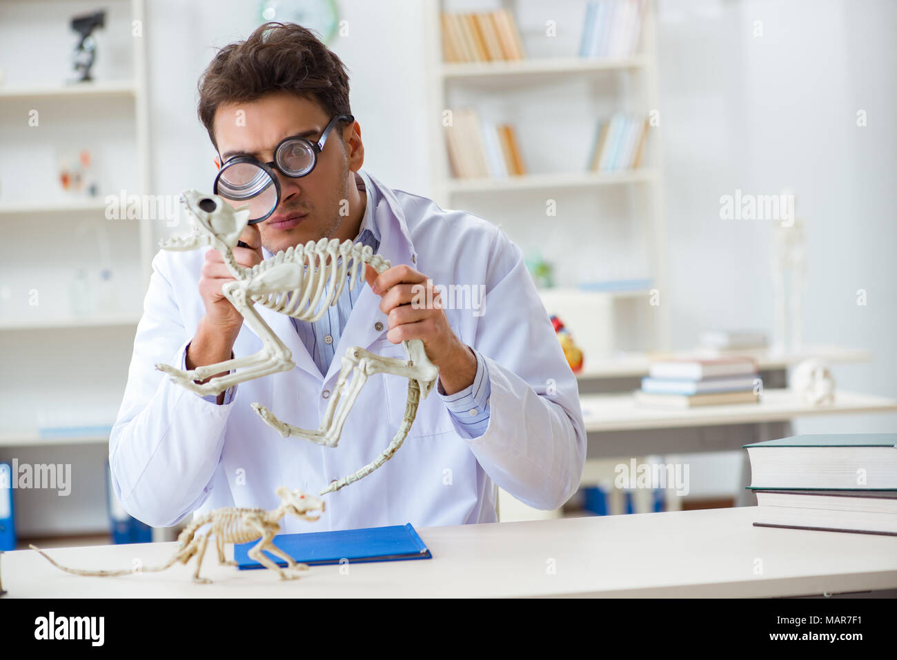 Funny crazy student doctor studying animal skeleton Stock Photo - Alamy