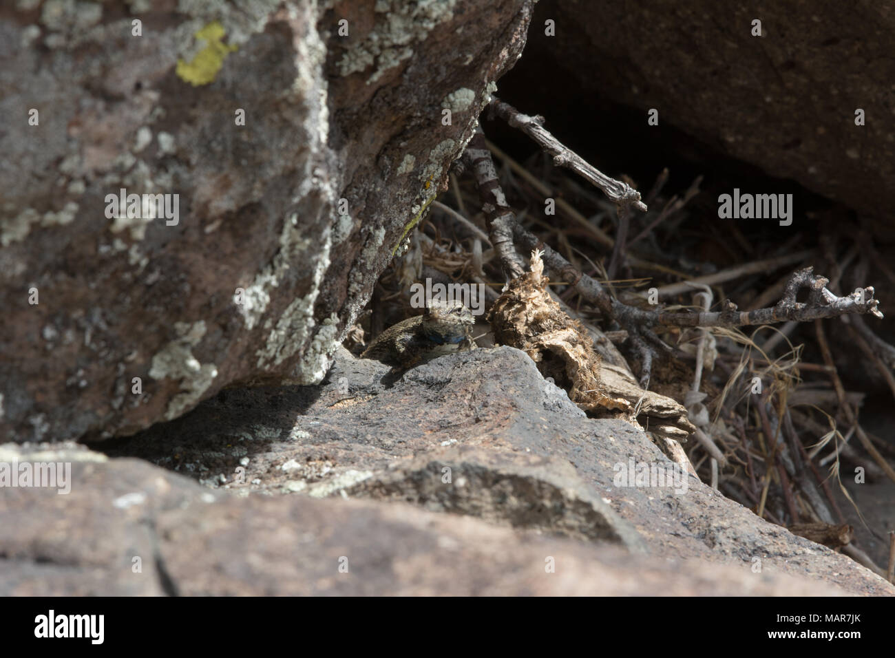 Prairie Lizard (Sceloporus consobrinus) from Jefferson County, Colorado ...