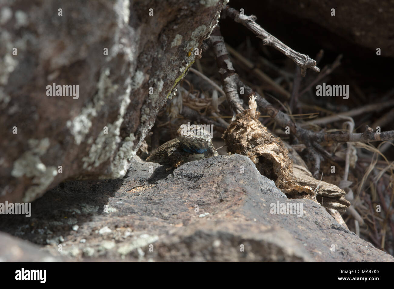 Prairie Lizard (Sceloporus consobrinus) from Jefferson County, Colorado ...