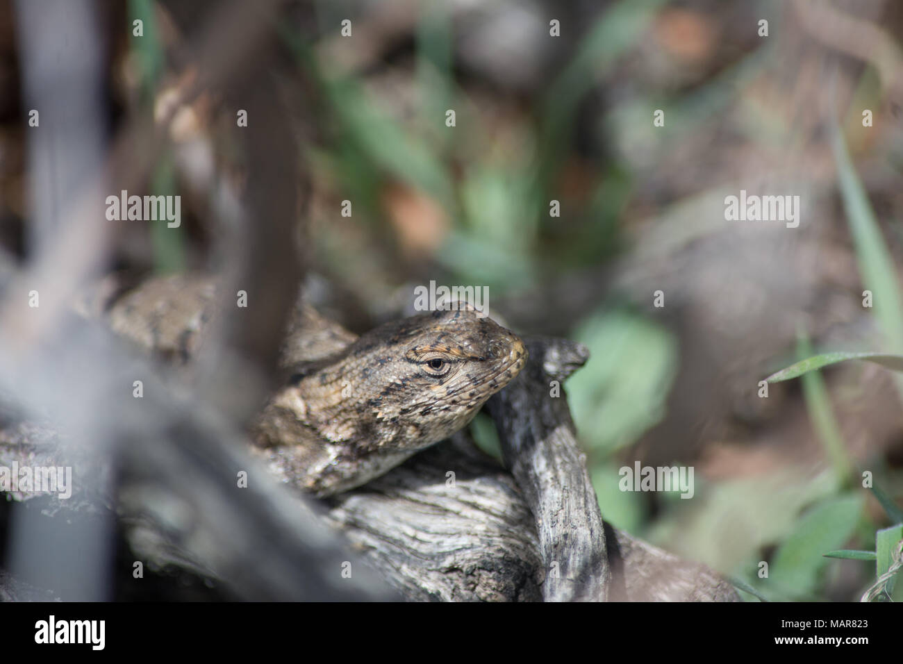 Prairie Lizard (Sceloporus consobrinus) from Jefferson County, Colorado ...