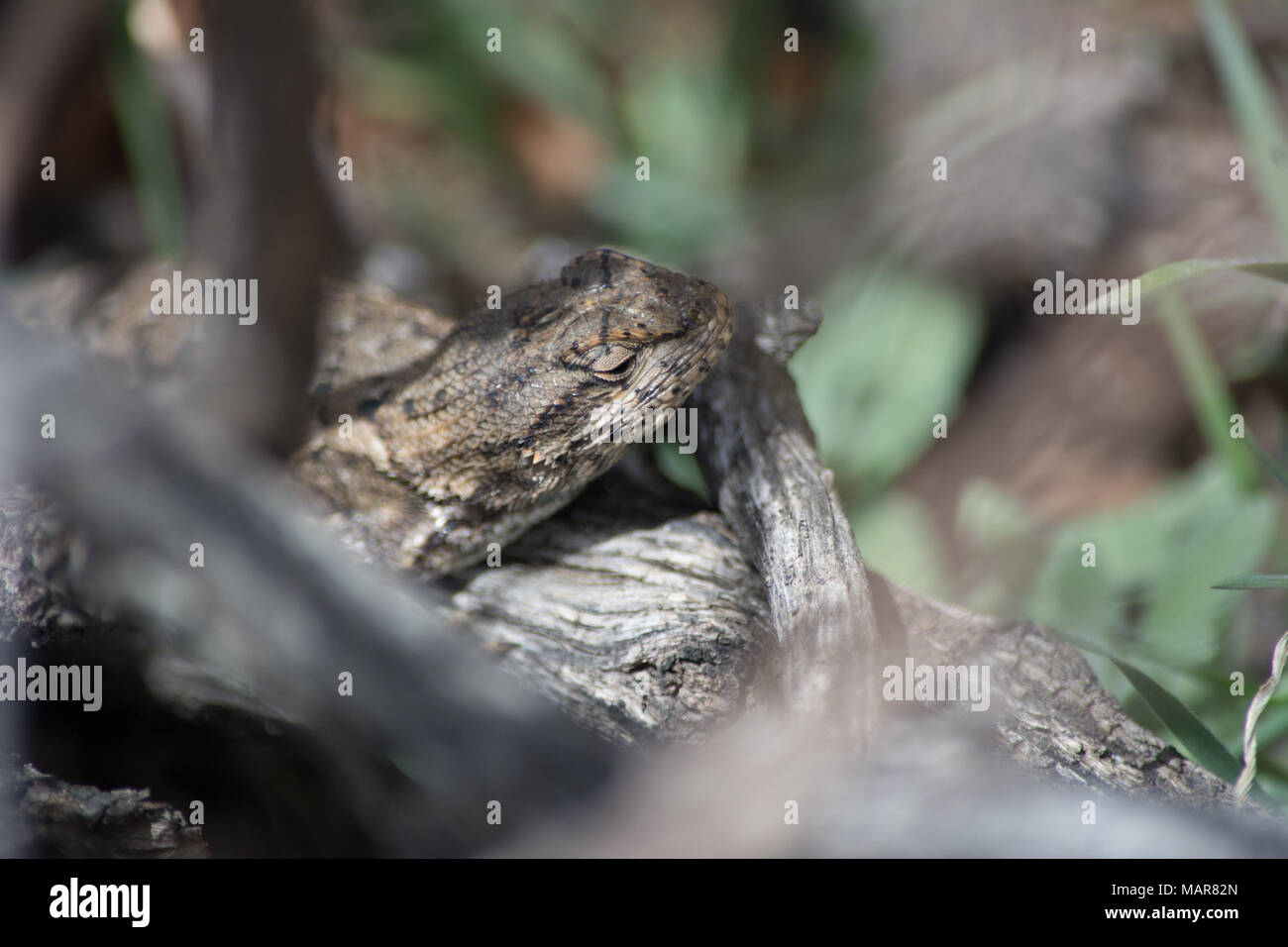 Prairie Lizard (Sceloporus consobrinus) from Jefferson County, Colorado ...