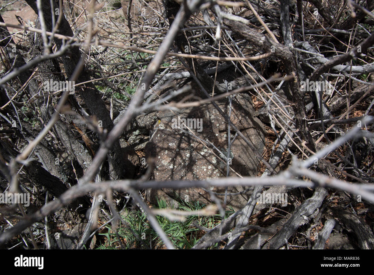 Prairie Lizard (Sceloporus consobrinus) from Jefferson County, Colorado ...