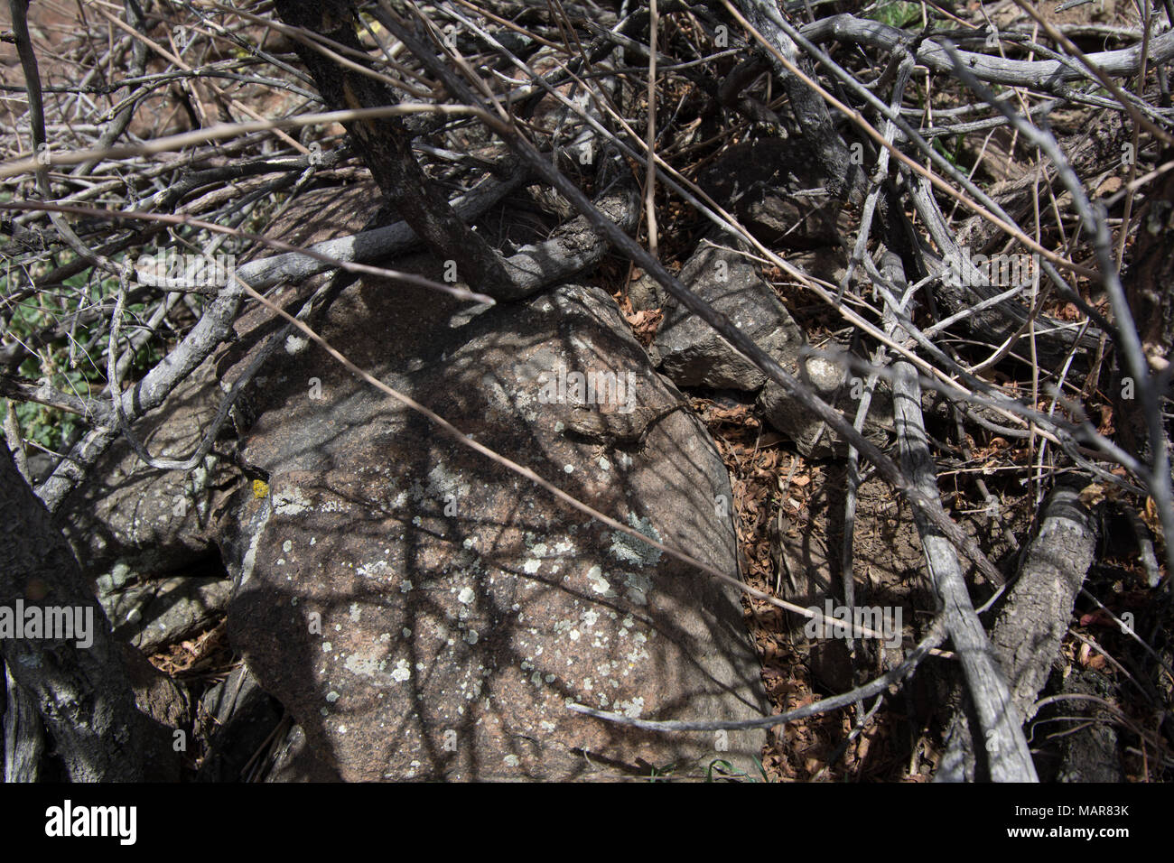 Prairie Lizard (Sceloporus consobrinus) from Jefferson County, Colorado ...