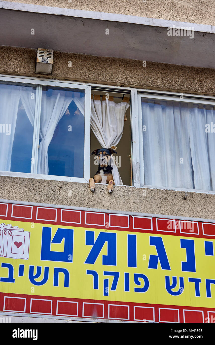 Window hanging out dog hi-res stock photography and images - Alamy
