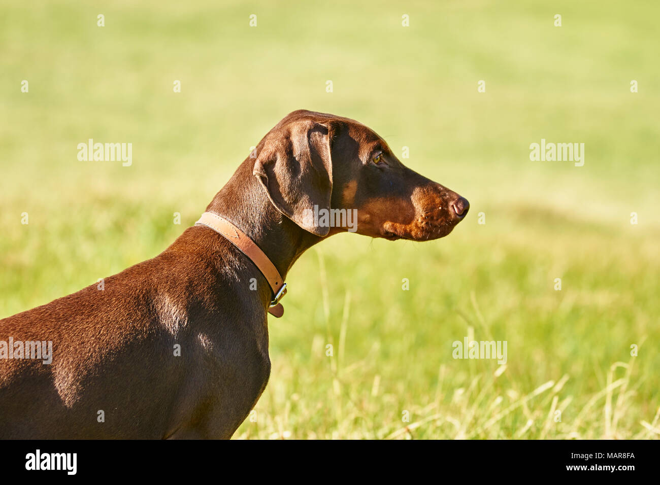young brown and tan doberman pup Stock Photo - Alamy