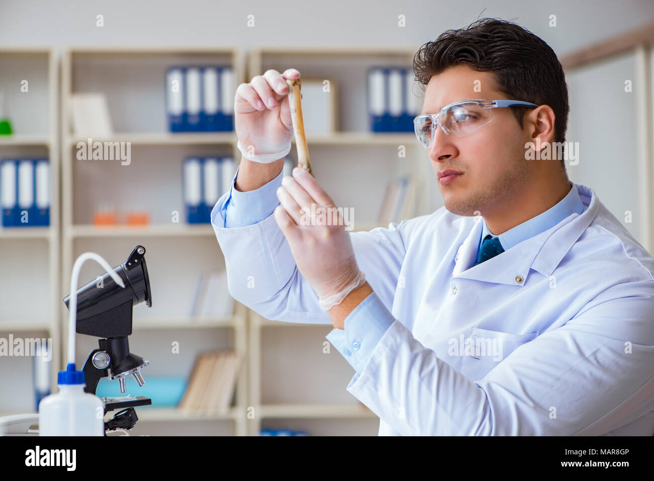 Paleontologist looking at extinct animal bone Stock Photo - Alamy