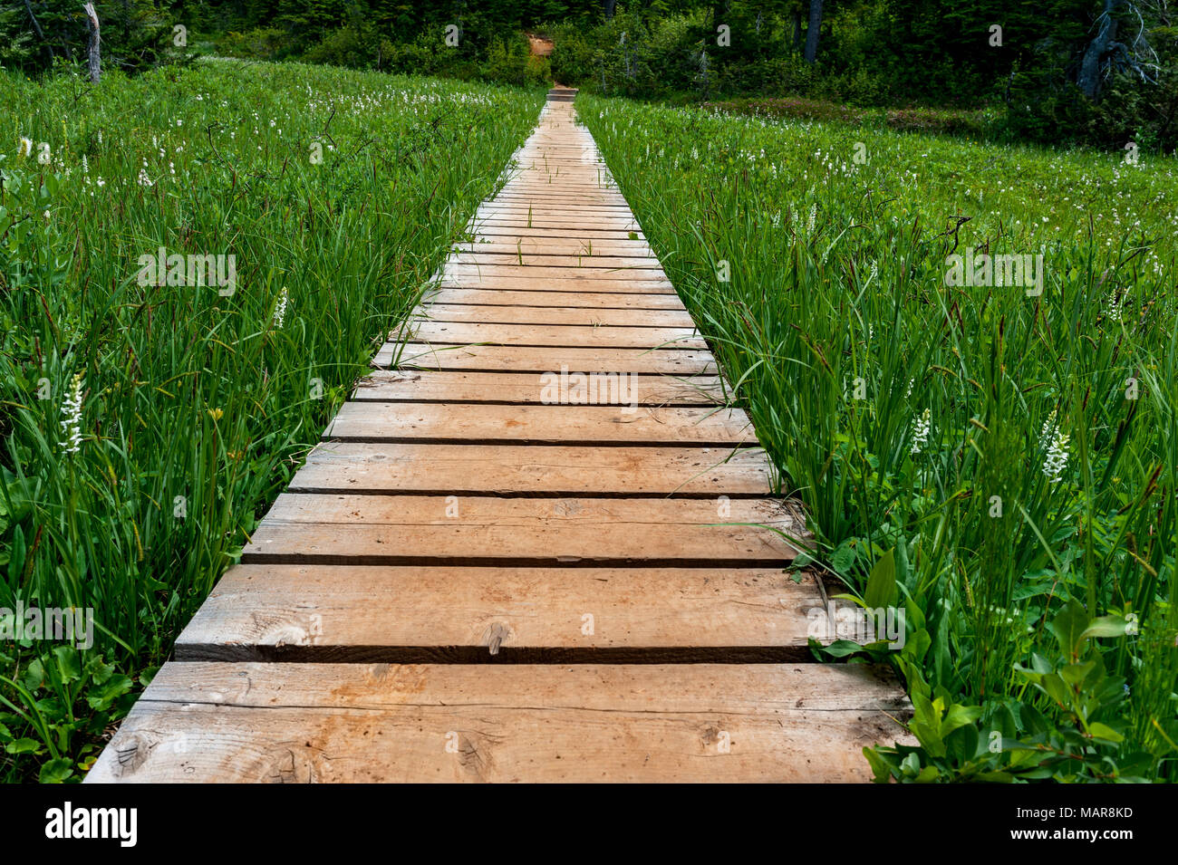 Wooden hike trail path hi-res stock photography and images - Alamy