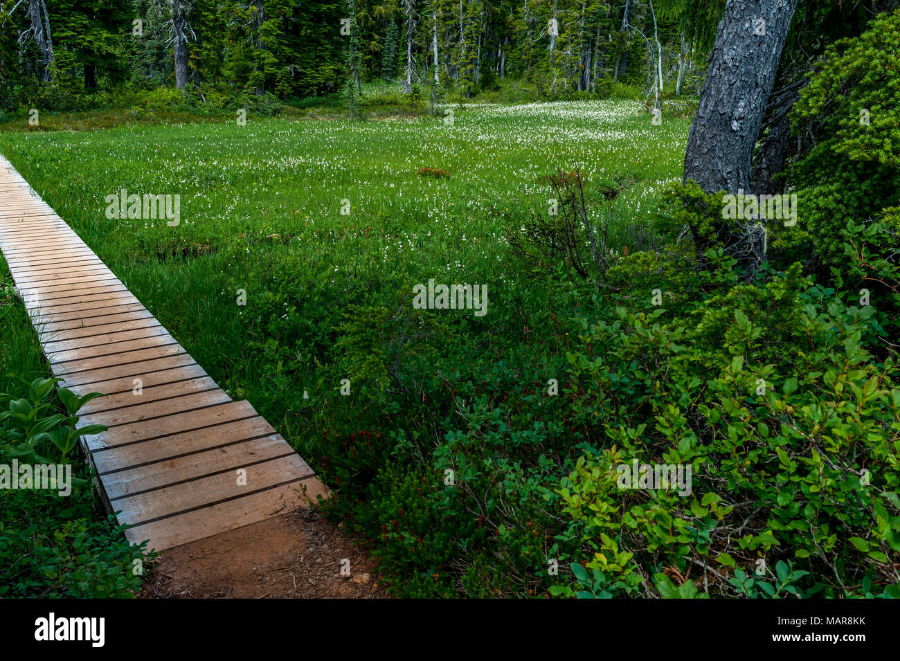 Wood boardwalk hiking trail hi-res stock photography and images - Alamy