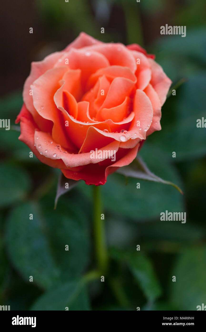 Livin' Easy Floribunda orange coloured rose Stock Photo - Alamy