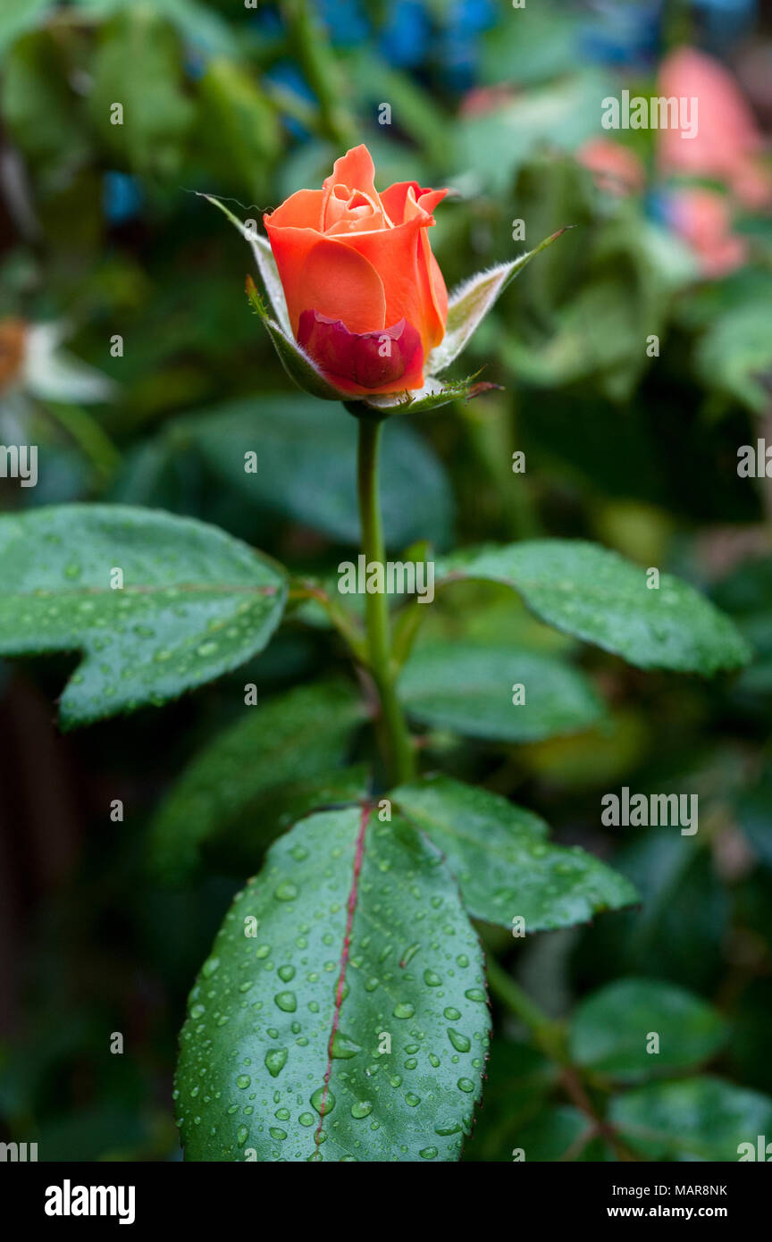Livin' Easy Floribunda orange coloured rose Stock Photo - Alamy