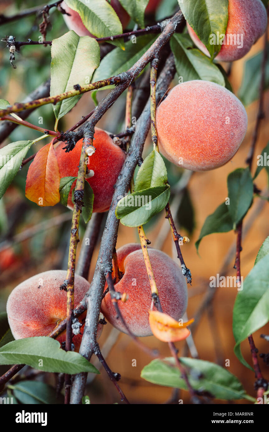 Peach Tree High Resolution Stock Photography and Images - Alamy