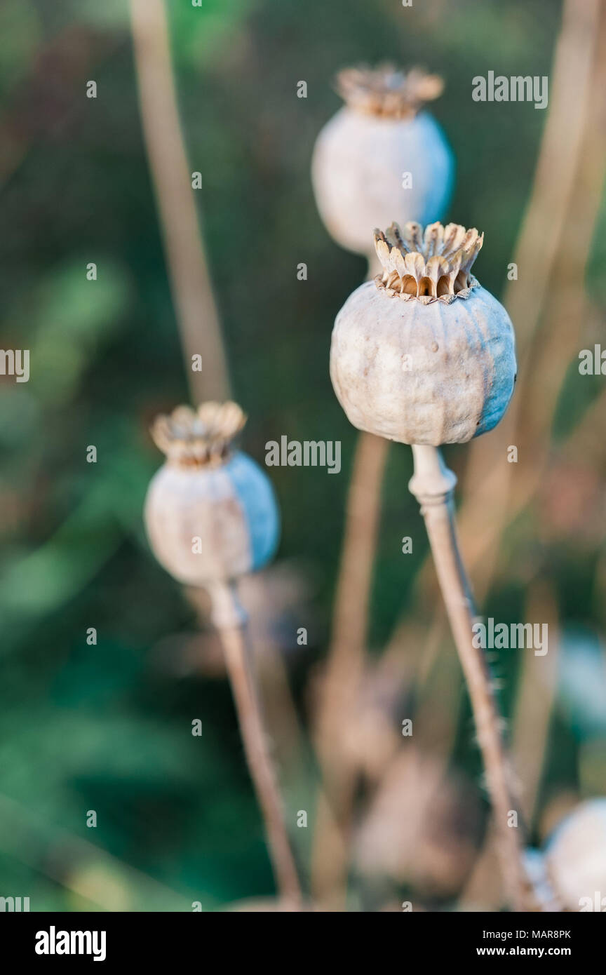 Poppy seed capsules hi-res stock photography and images - Alamy