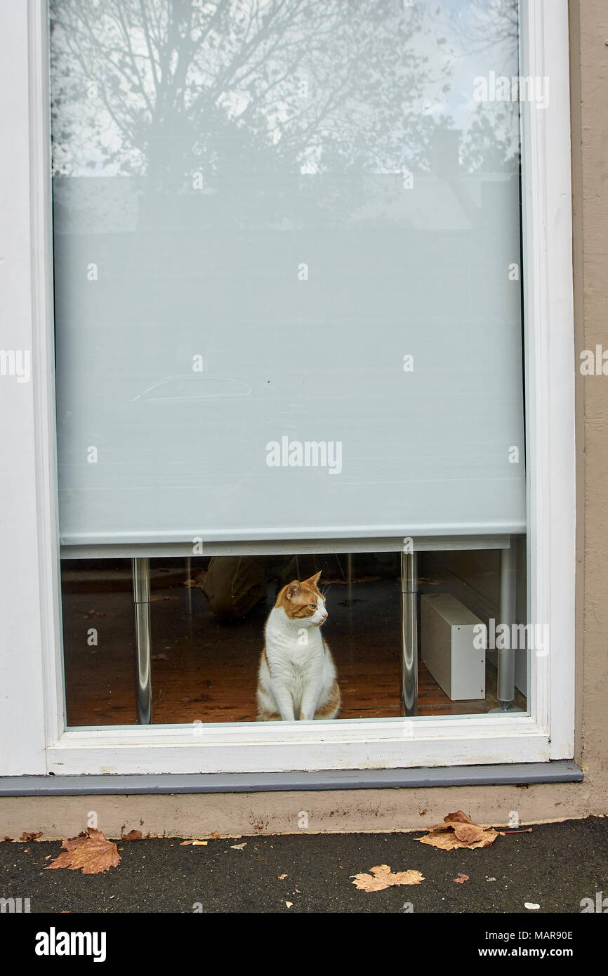 cat waiting in a window looking out Stock Photo - Alamy