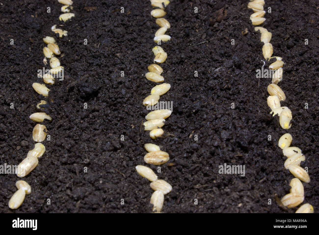 Sowing in rows in ground hi-res stock photography and images - Alamy