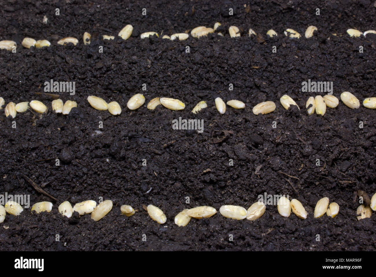 Sowing in rows in ground hi-res stock photography and images - Alamy