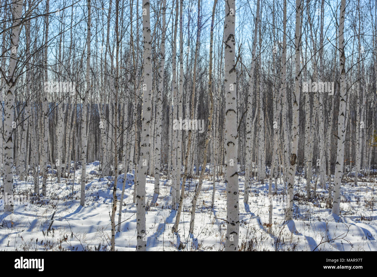 Poplar tree forest at winter in Heilongjiang Province, Northernmost ...
