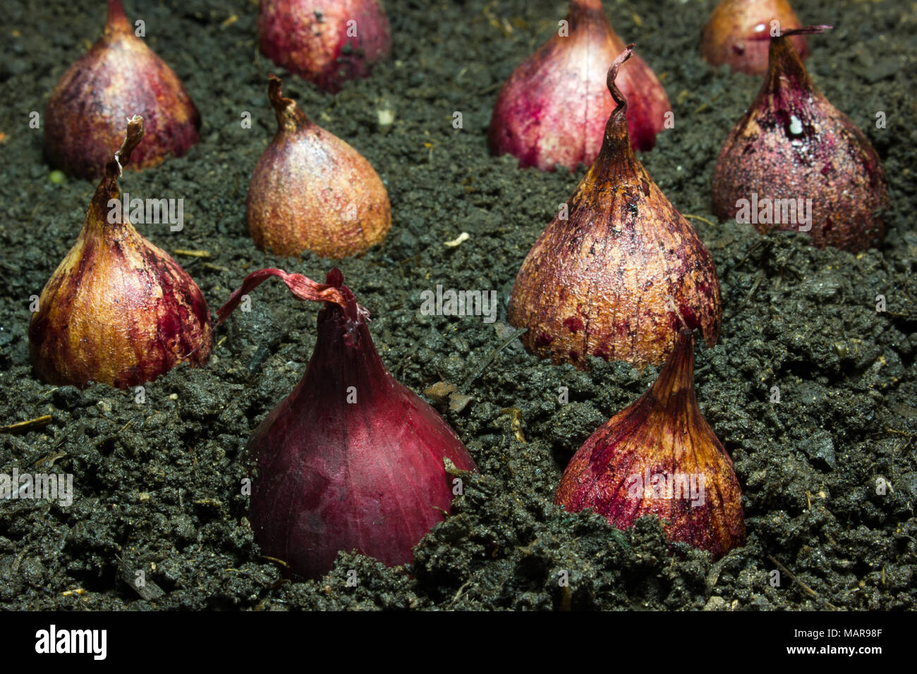 Red onions in soil hi-res stock photography and images - Alamy