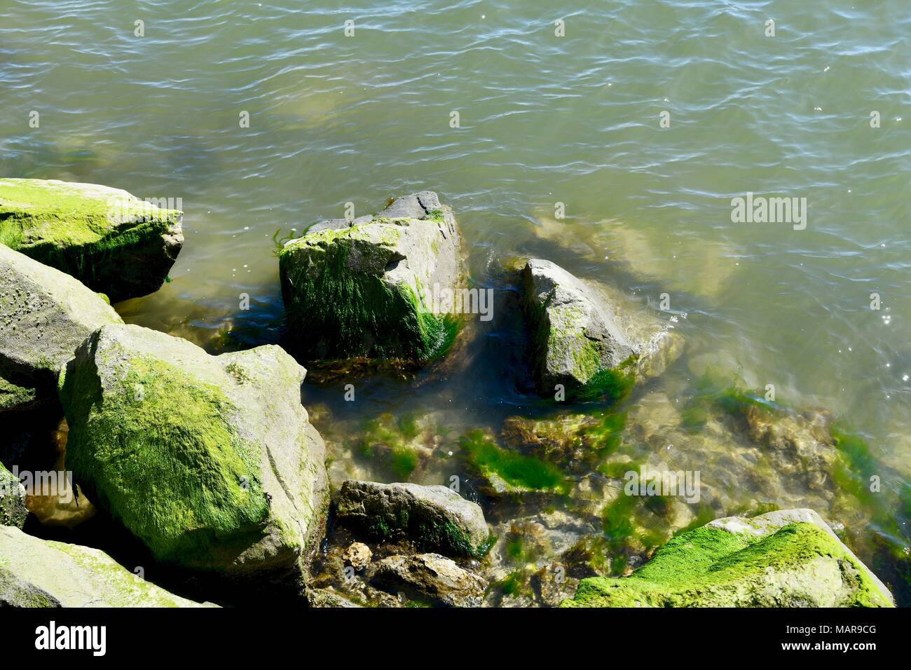 Rocks moss in sea hi-res stock photography and images - Alamy