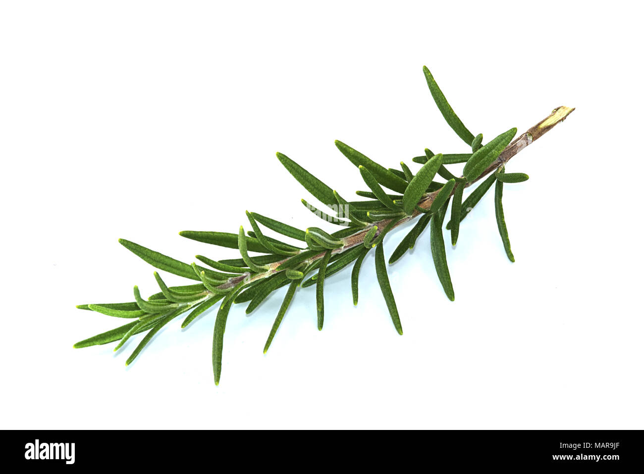A Fresh Sprig of Rosemary On A White Background Stock Photo - Alamy