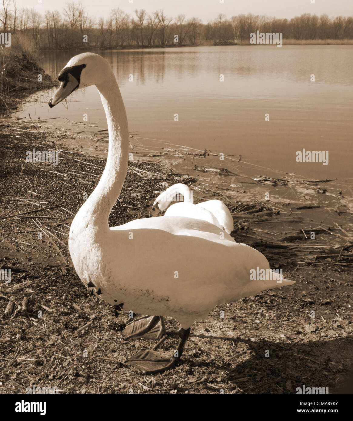 Sephia color hi-res stock photography and images - Alamy