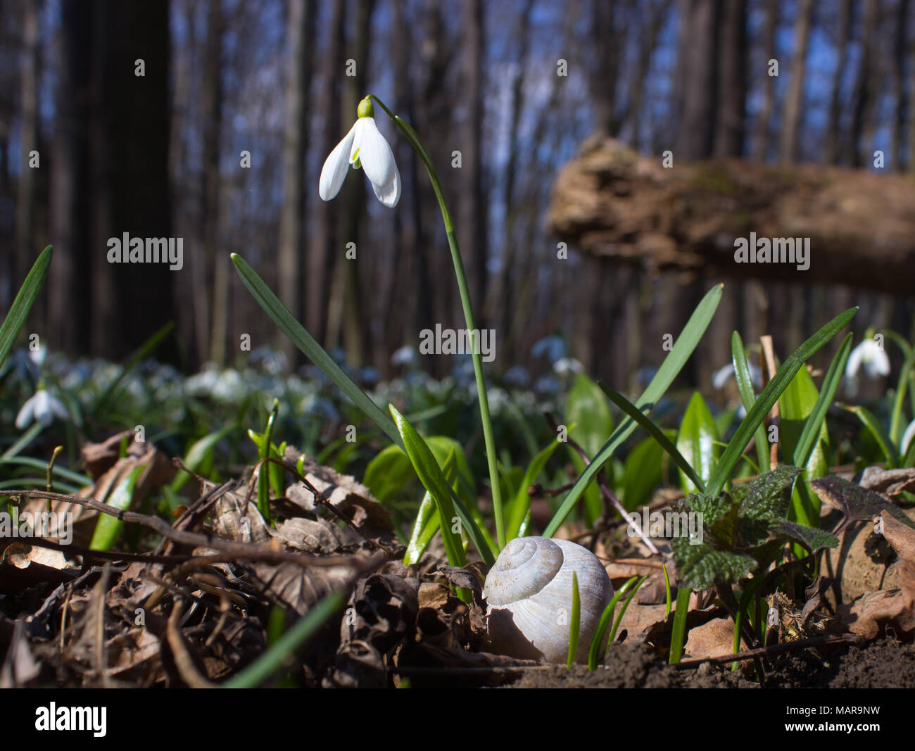 Snowdrops and shell in the forest. In the background is the cut down ...