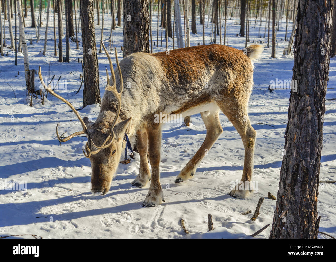 Crazy Reindeer