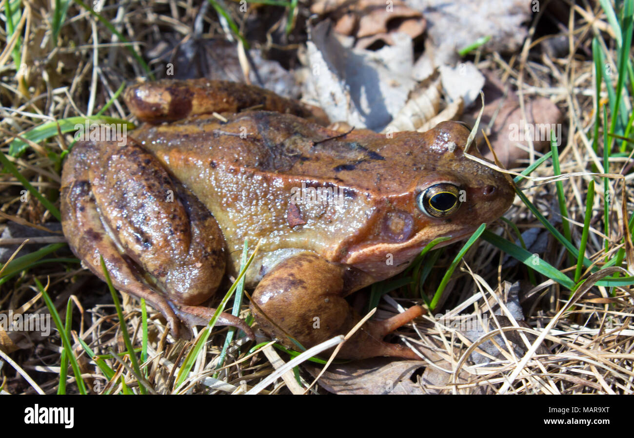Common frog in the wild on the dry leaves in grass . The common frog ...