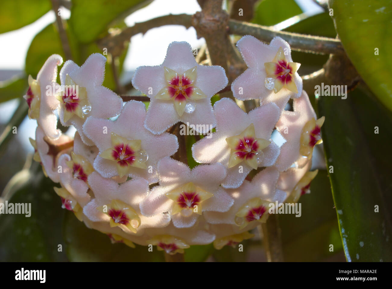Detail macro of flowers of a wax plant in sunshine Stock Photo - Alamy