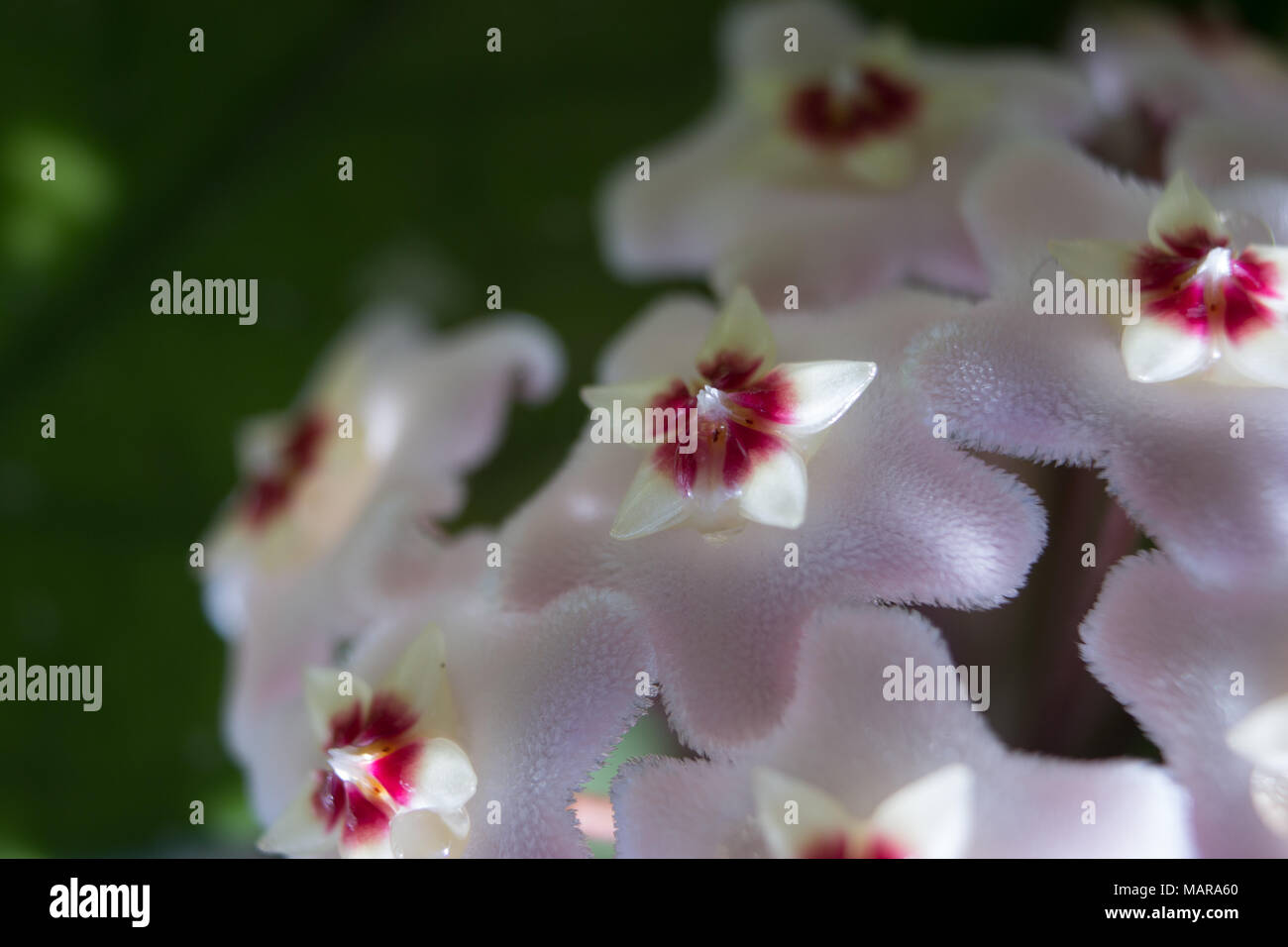 Wax plant hi-res stock photography and images - Alamy